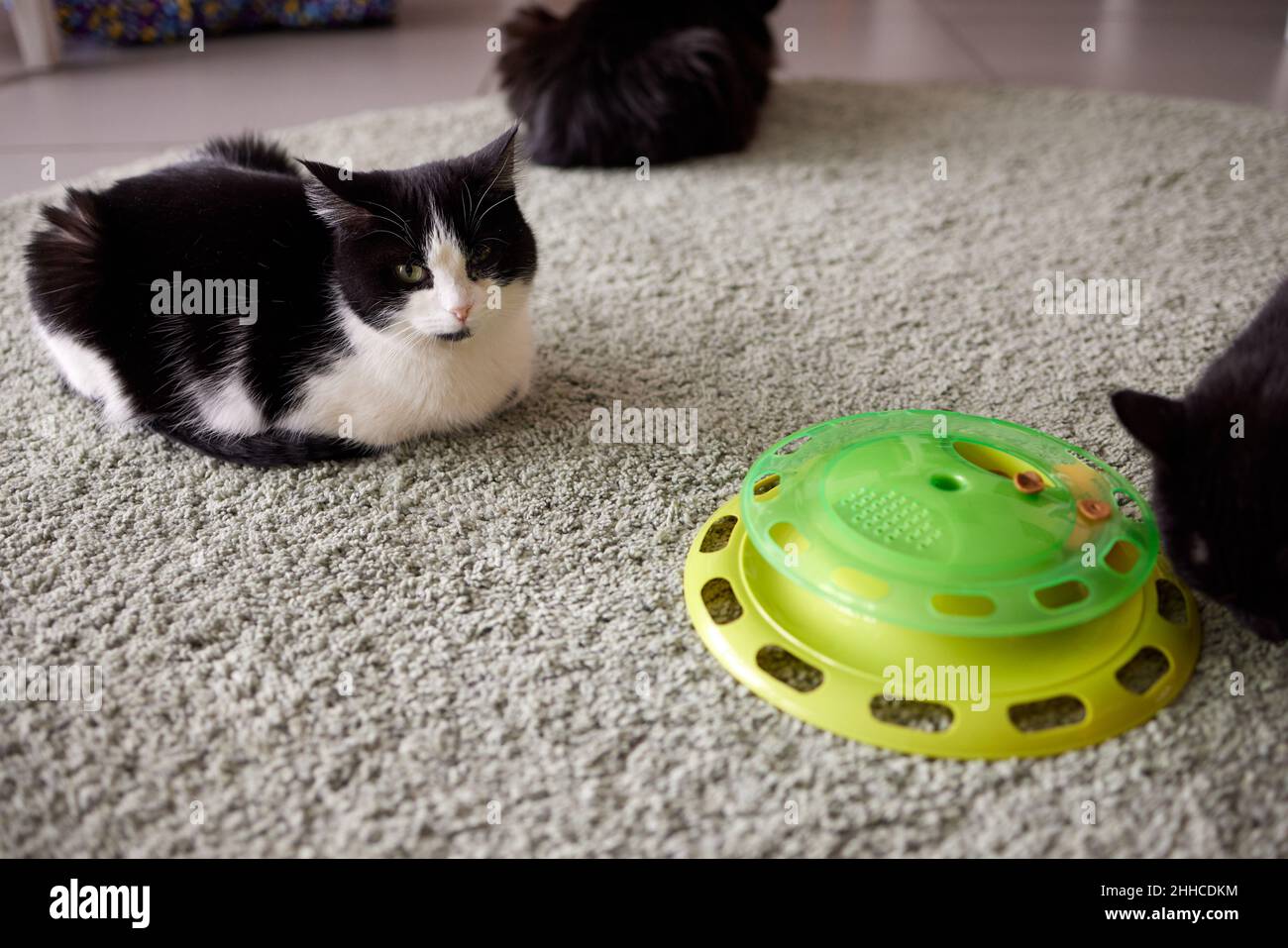 Trilaminar disc hi-res stock photography and images - Alamy