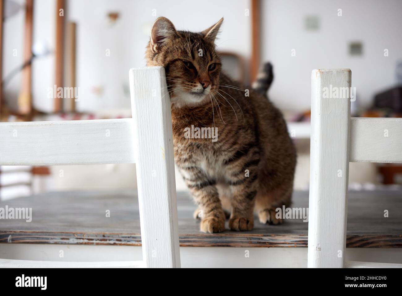 cat lying down on wooden table looking at camera Stock Photo - Alamy