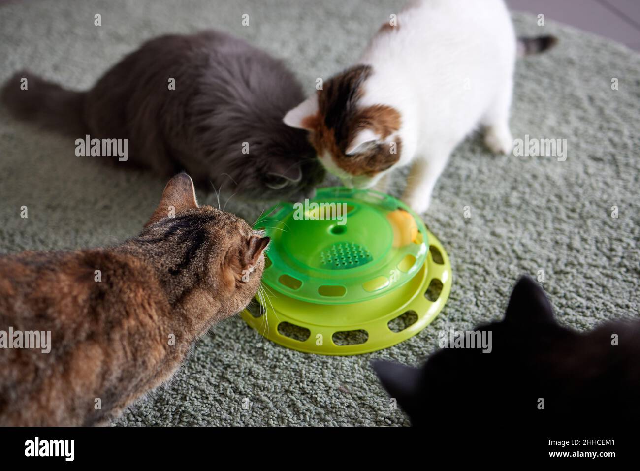 Trilaminar disc hi-res stock photography and images - Alamy