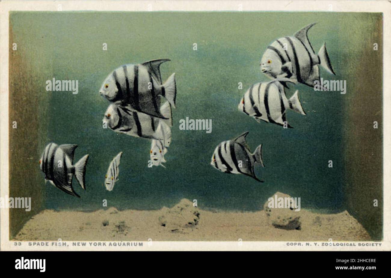 Spade fish hi-res stock photography and images - Alamy