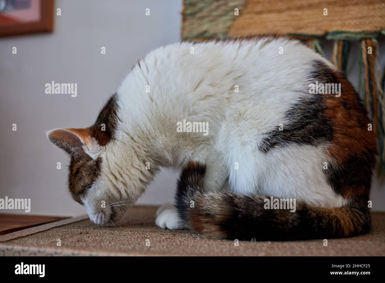 Adult Scratching Tail High Resolution Stock Photography and Images - Alamy