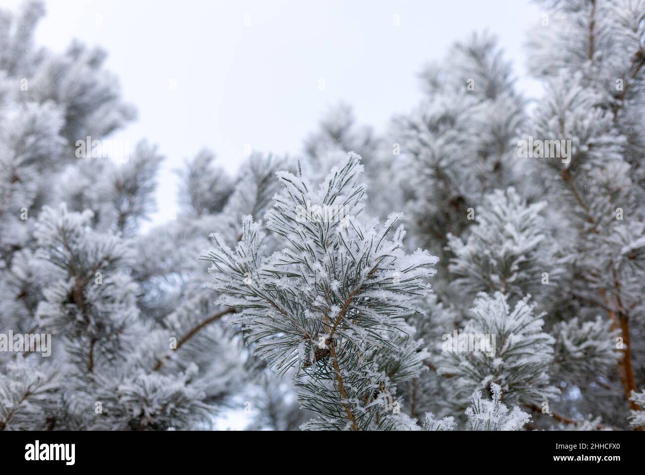 Awe-inspiring natural background with rimy branches of fir covered with ...