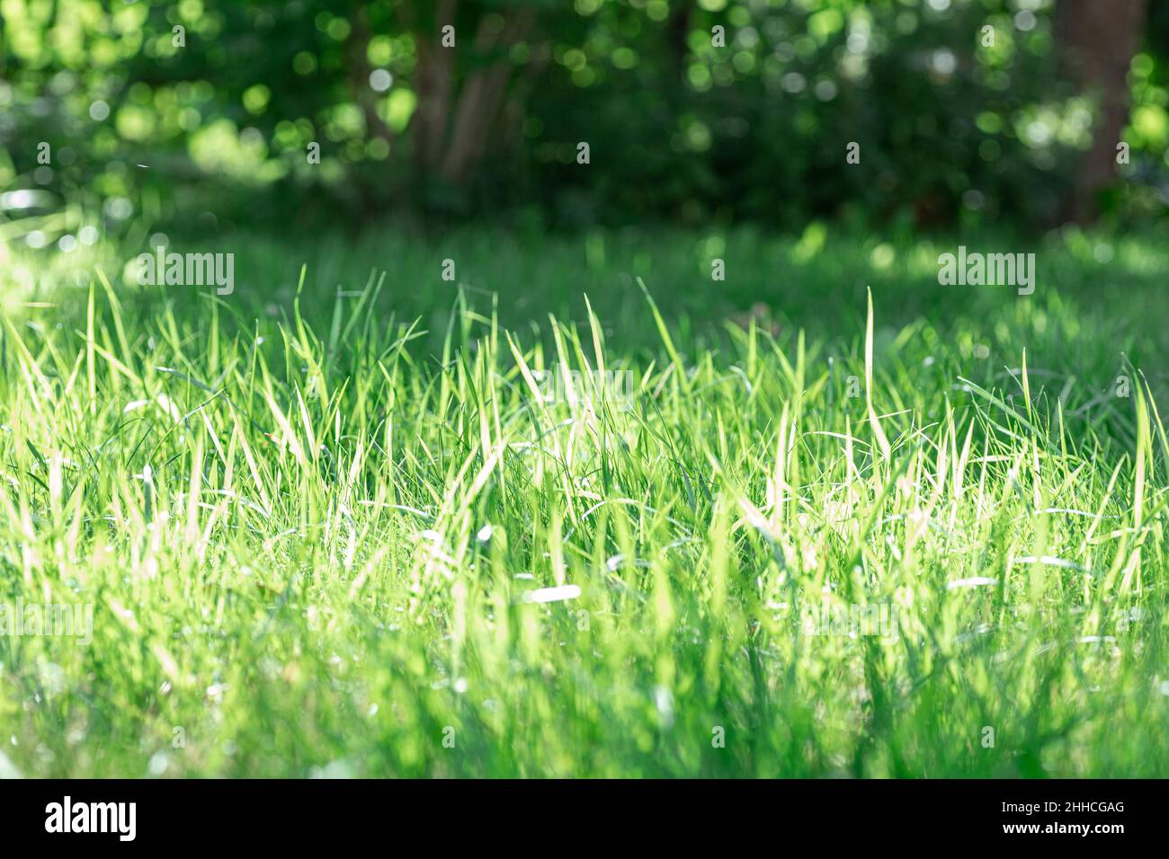 Medium height green grass lit with rays of sun with blurred blades of ...