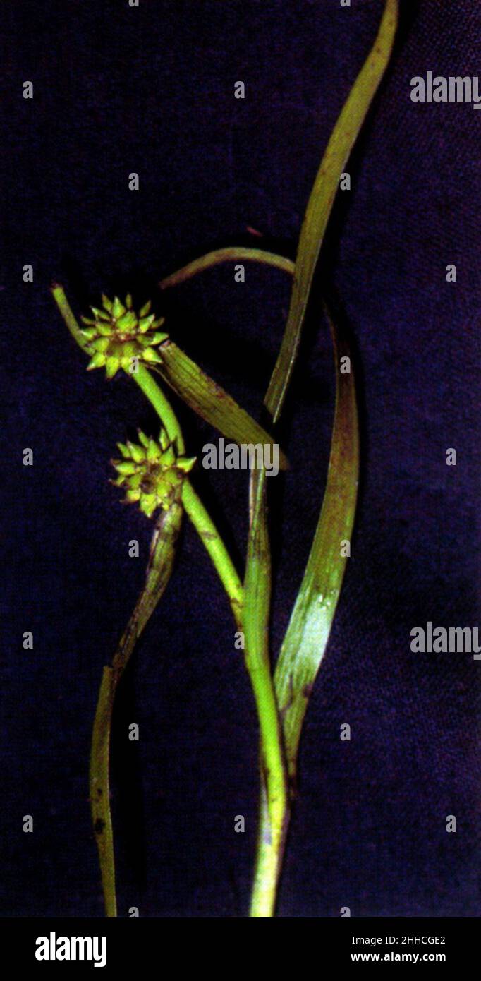 Sparganium natans hi-res stock photography and images - Alamy