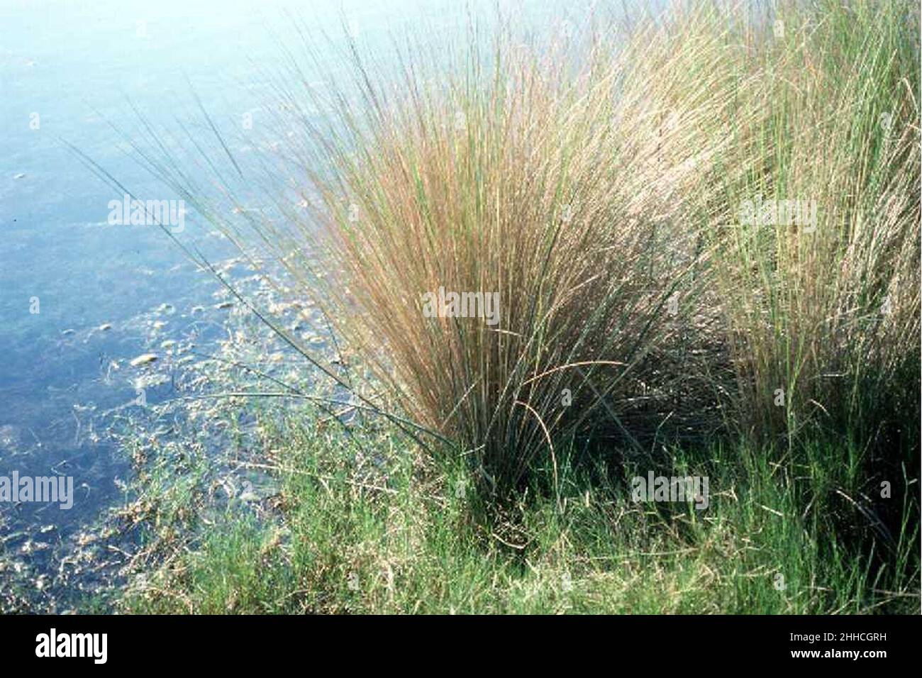 Spartina bakeri hi-res stock photography and images - Alamy