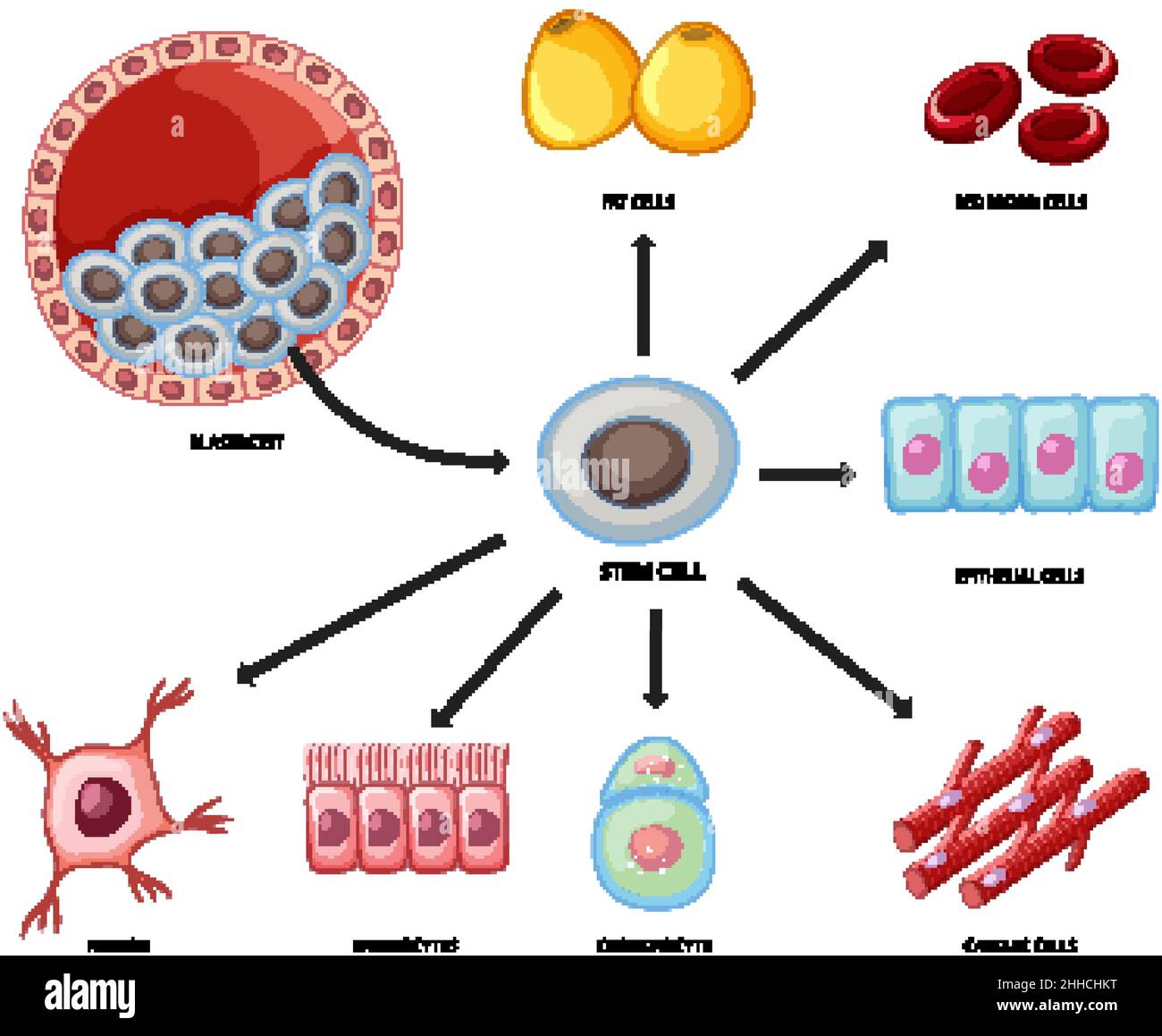 Types of stem cells on white background illustration Stock Vector Image ...