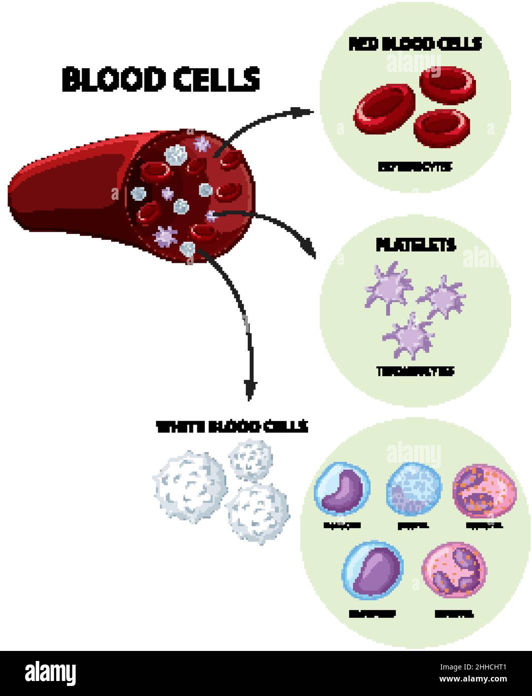 Type of human blood cells on white background illustration Stock Vector ...