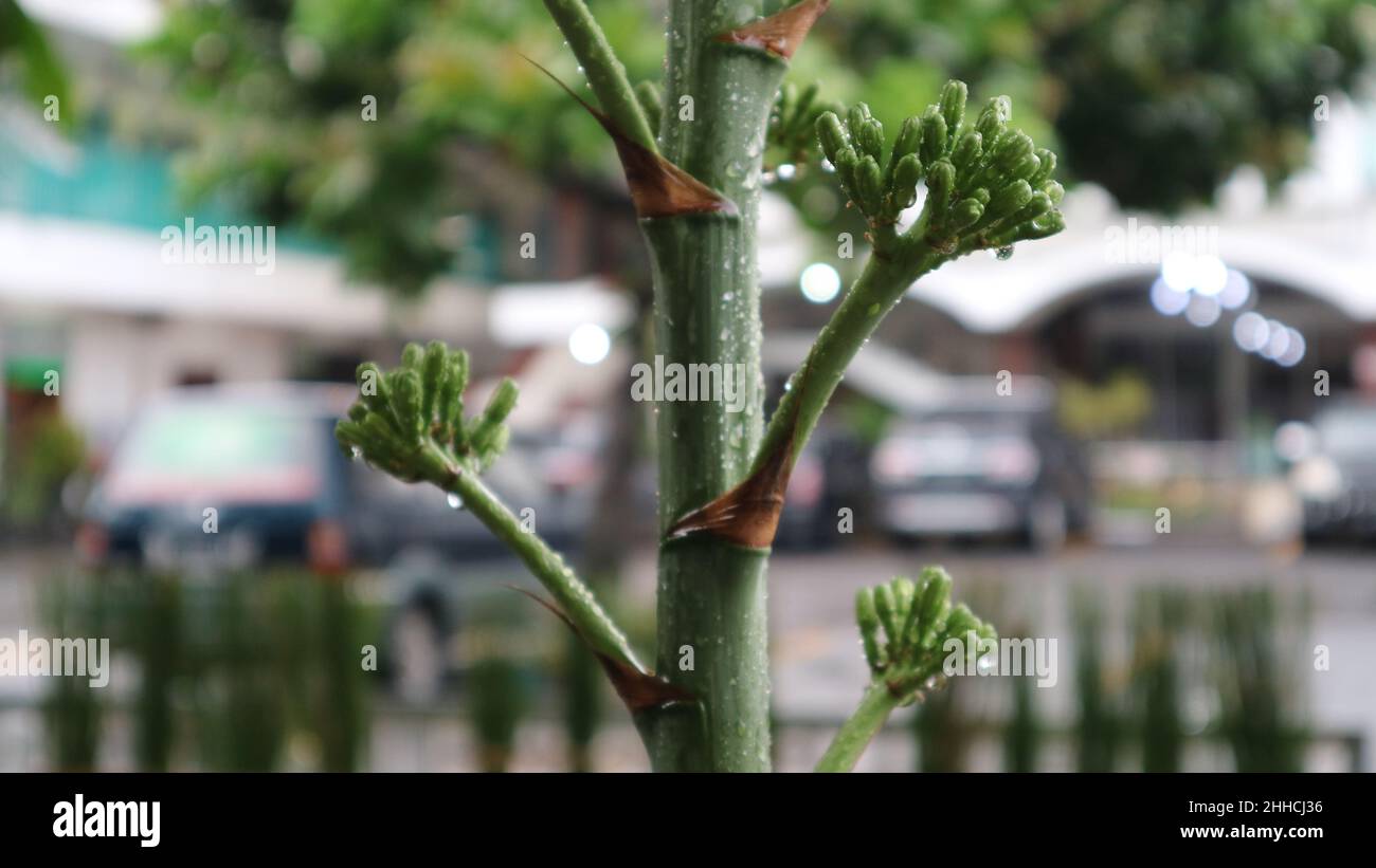 wet flower buds after being exposed to rain Stock Photo - Alamy