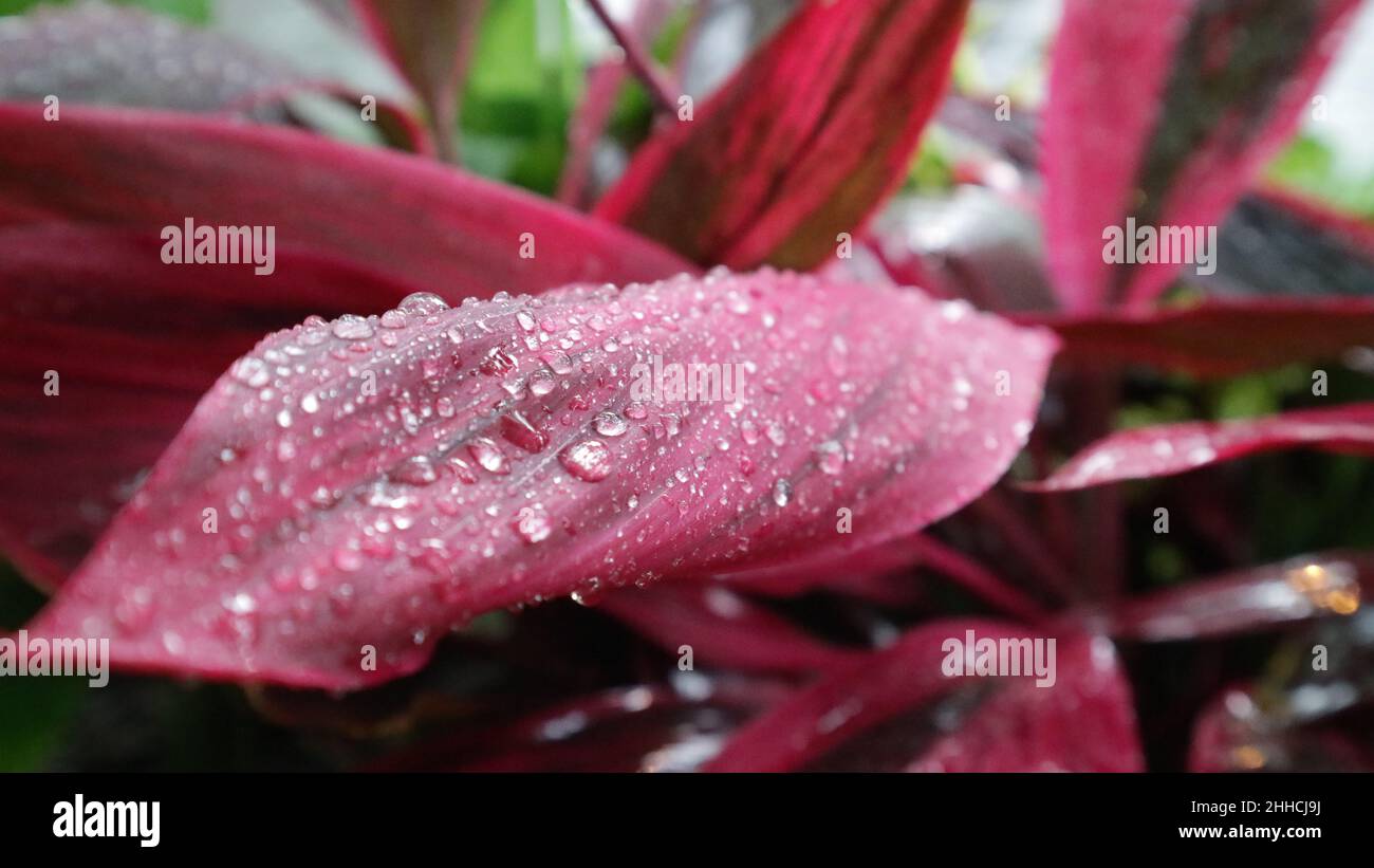 Wet red leaf flowers after rainfall Stock Photo - Alamy