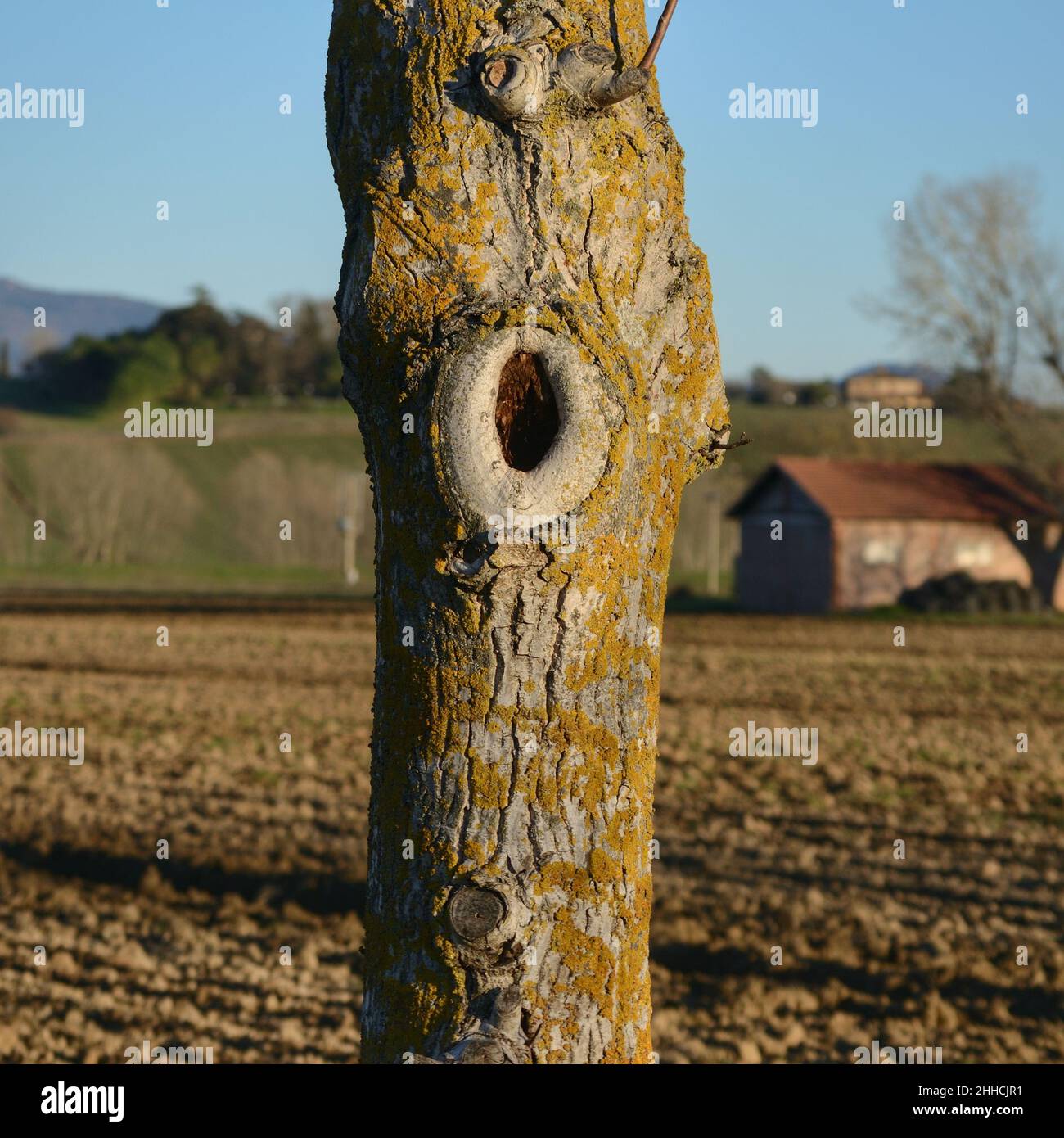 the trunk of a tree, with a scar from pruning, covered with yellow and ...