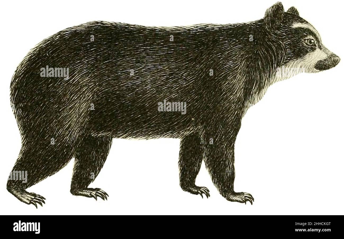 Spectacled bear Cut Out Stock Images & Pictures - Alamy