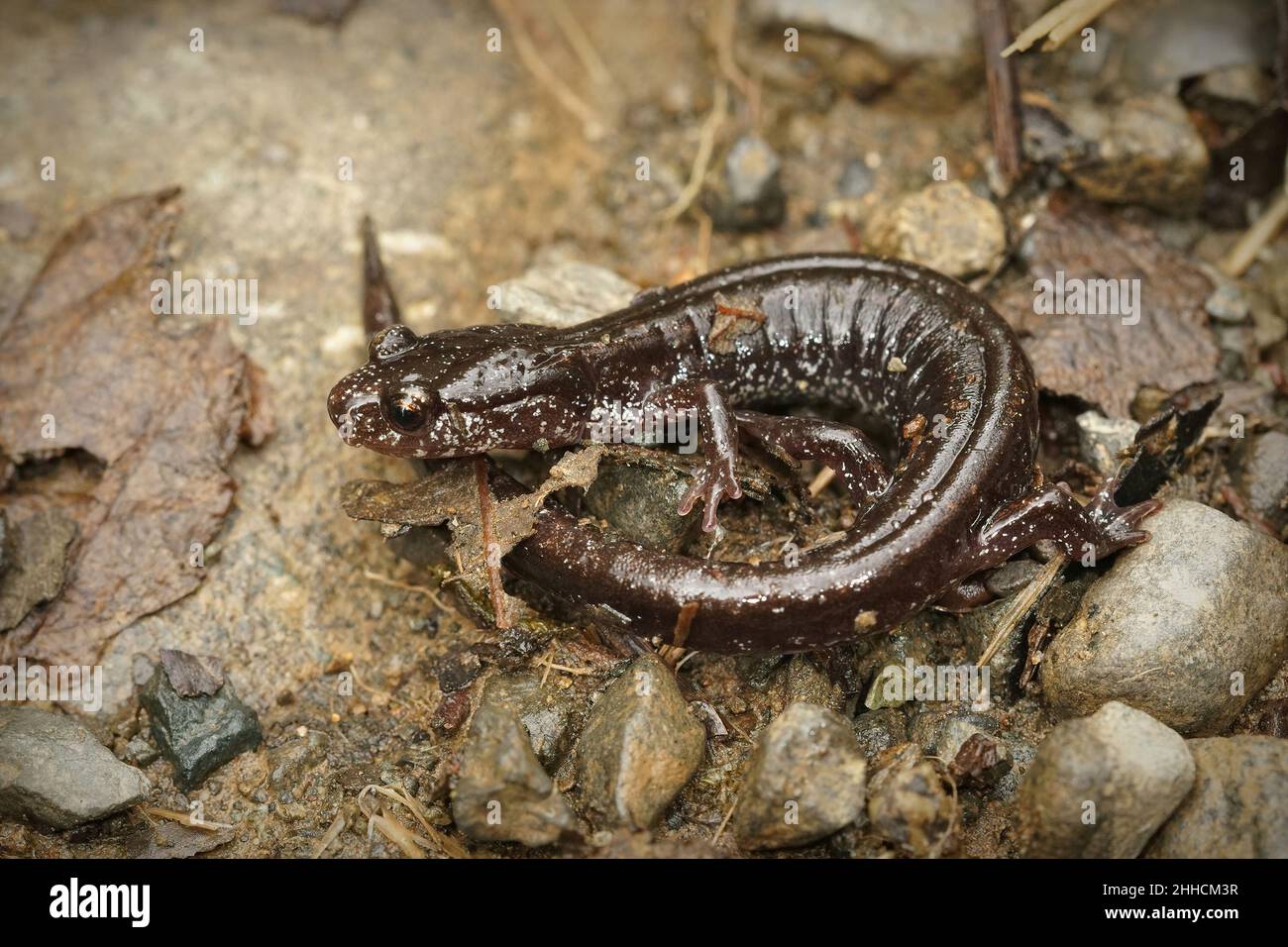Washington state amphibian hi-res stock photography and images - Alamy