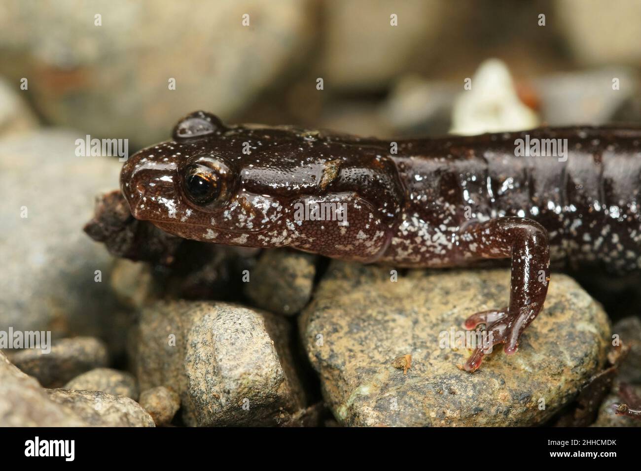 Washington state amphibian hi-res stock photography and images - Alamy