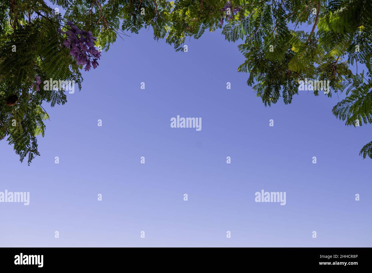 Tree branches protruding with clear blue sky Stock Photo - Alamy