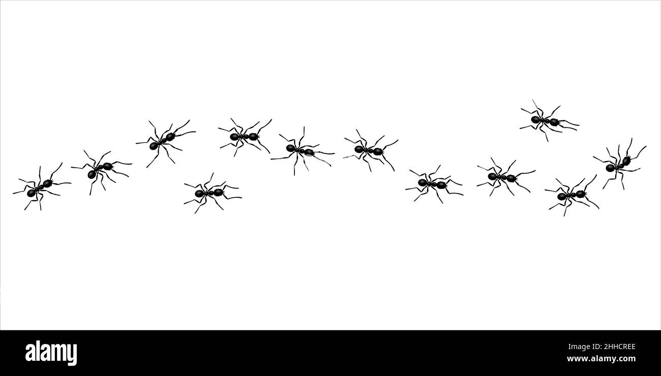 Worker ants trail line flat style design vector illustration isolated on white background Stock ...