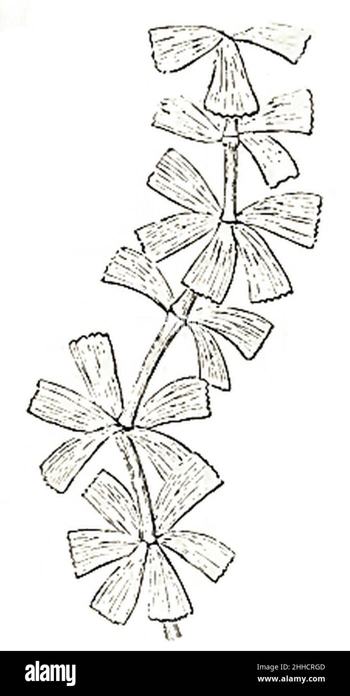 Sphenophyllum hi-res stock photography and images - Alamy