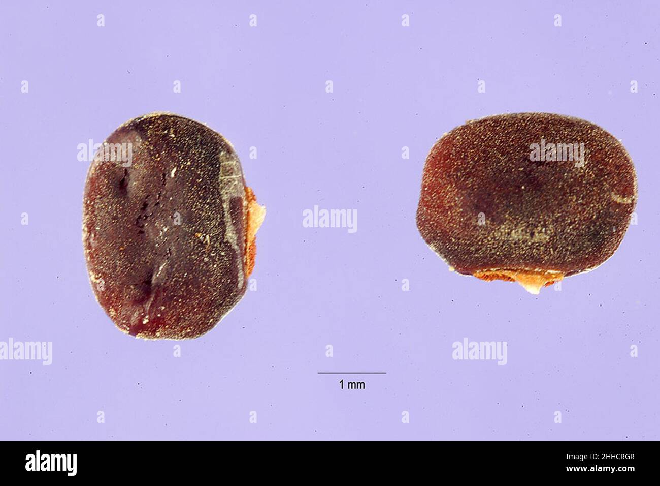 Sphenostylis stenocarpa seeds Stock Photo - Alamy
