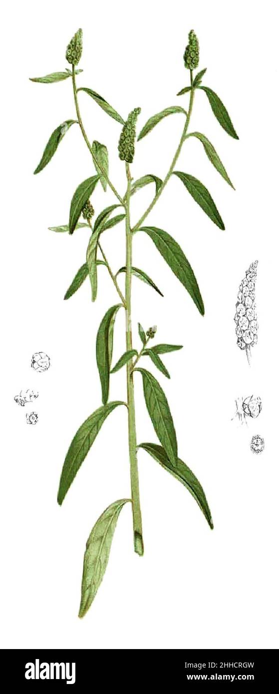 Sphenoclea zeylanica hi-res stock photography and images - Alamy