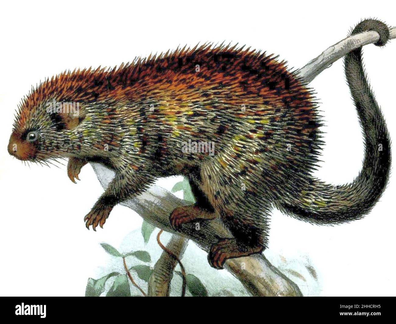 Sphiggurus spinosus hi-res stock photography and images - Alamy