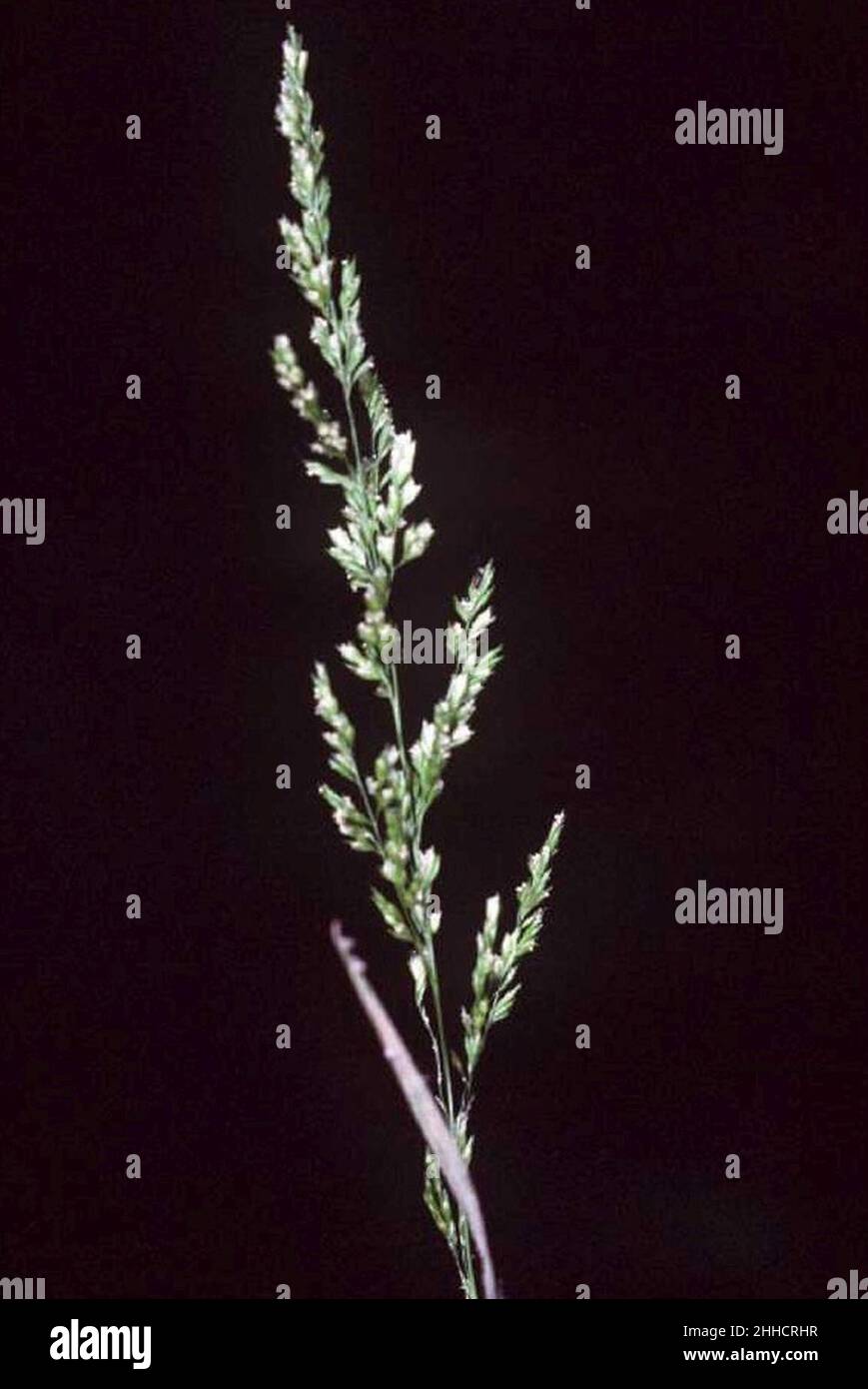 Sphenopholis obtusata hi-res stock photography and images - Alamy