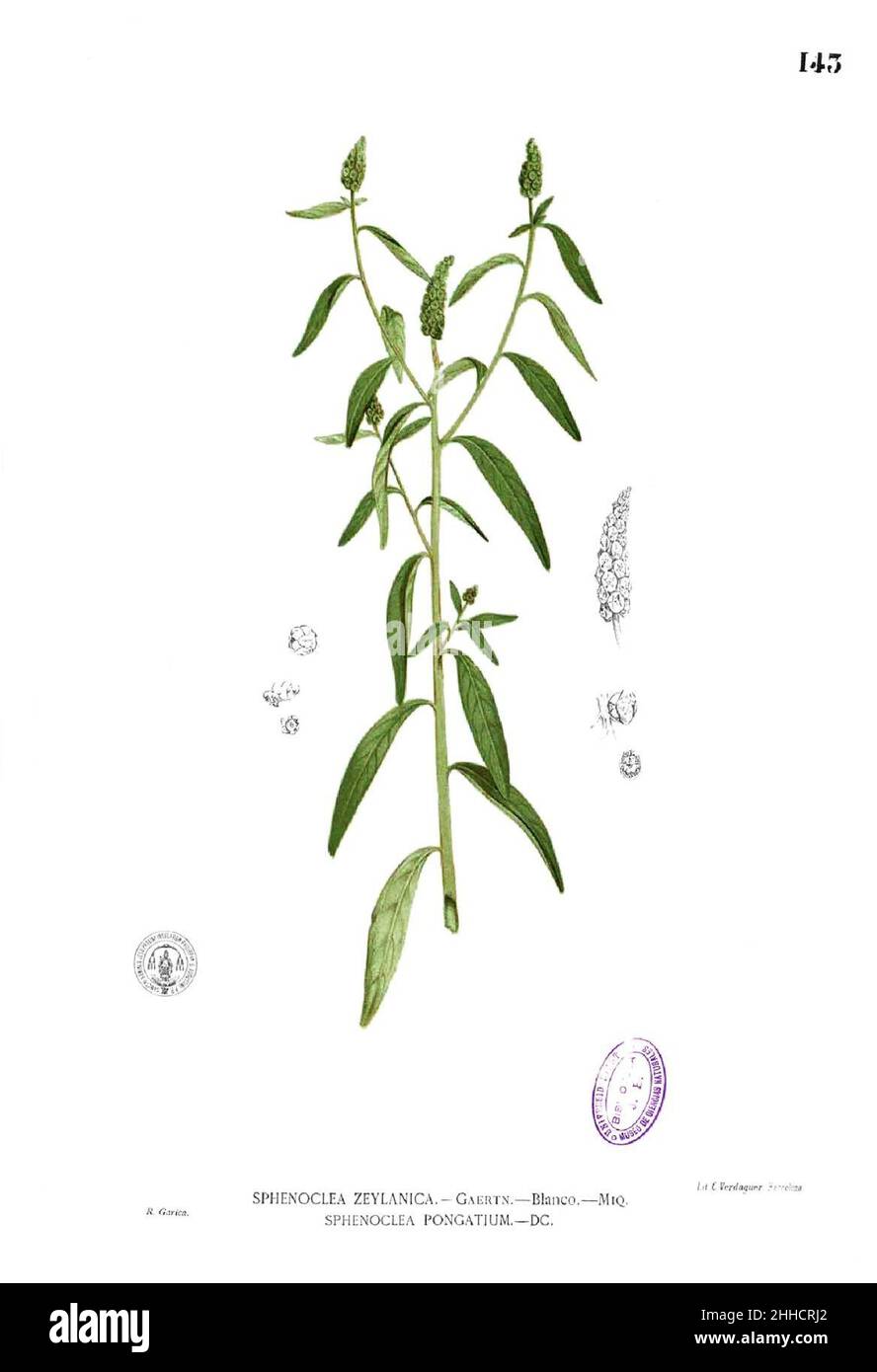 Sphenoclea zeylanica hi-res stock photography and images - Alamy