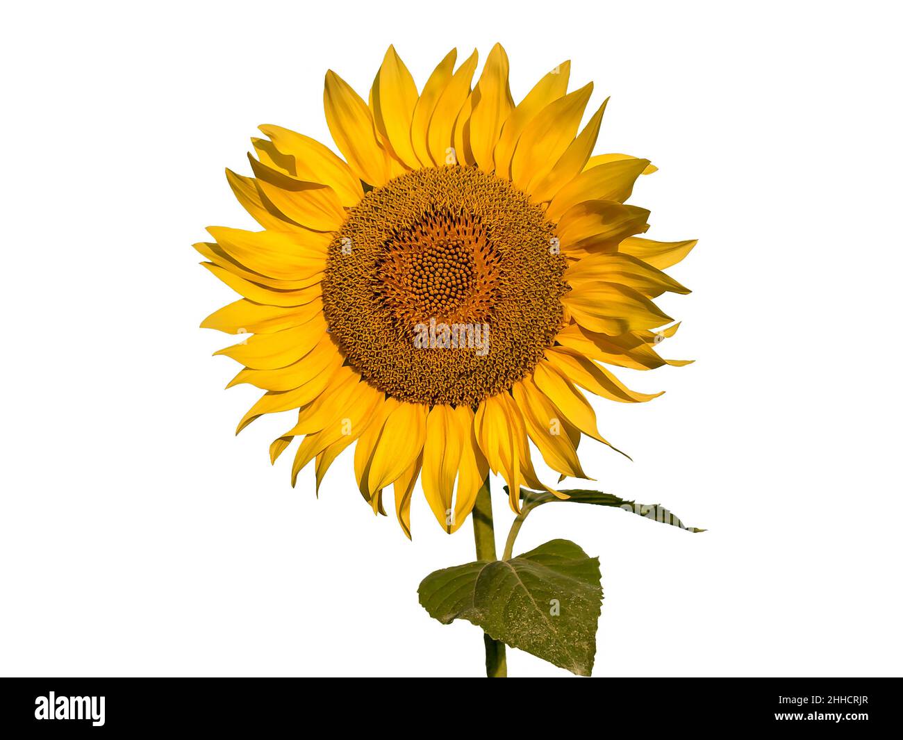 Beautiful yellow sunflower hi-res stock photography and images - Alamy