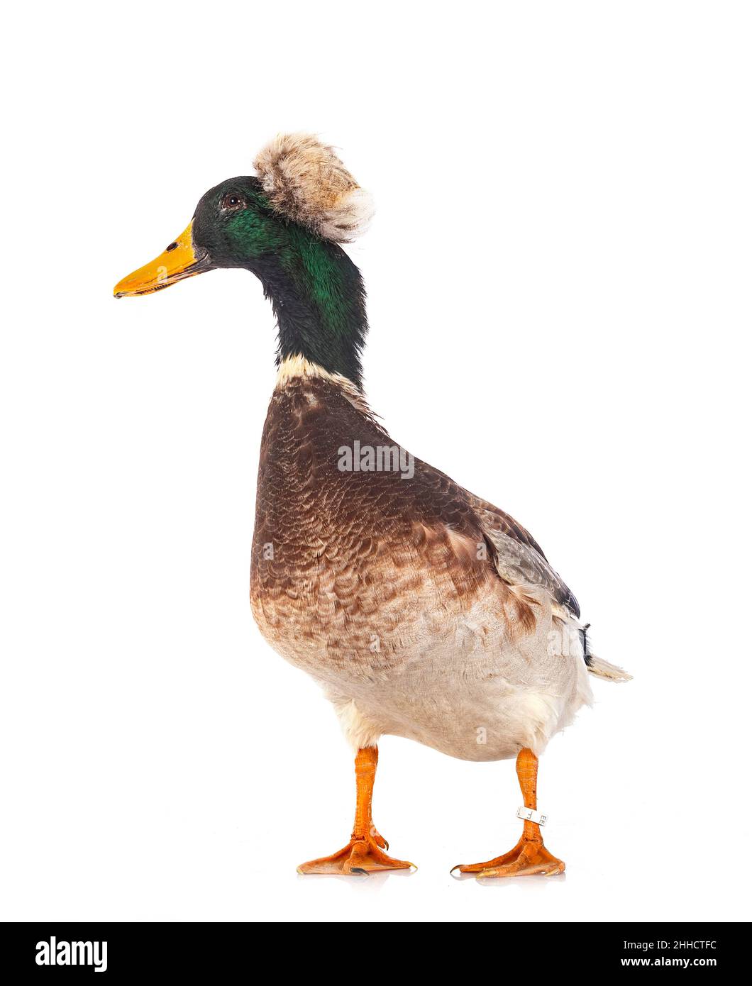 Crested duck breed in front of white background Stock Photo - Alamy