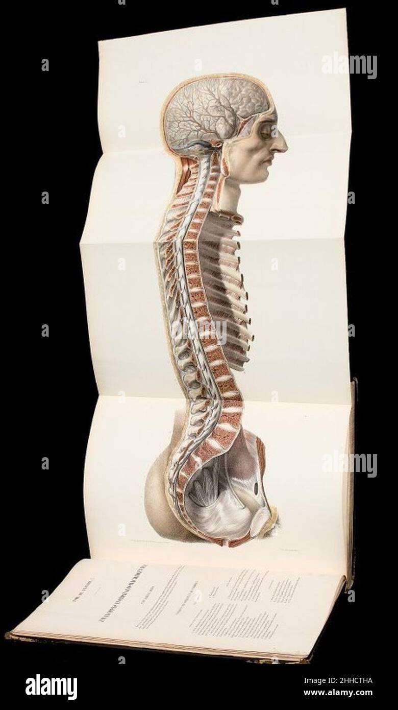 Spinal column organs Stock Photo - Alamy