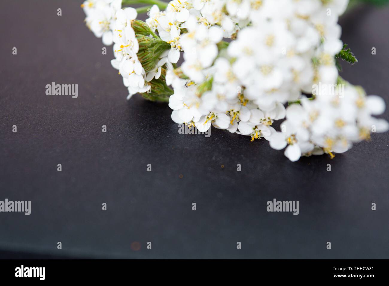 Fresh common yarrow or Achillea millefolium flowers isolated on black ...