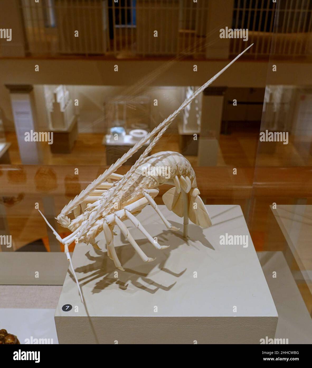 Spiny lobster japan hi-res stock photography and images - Alamy