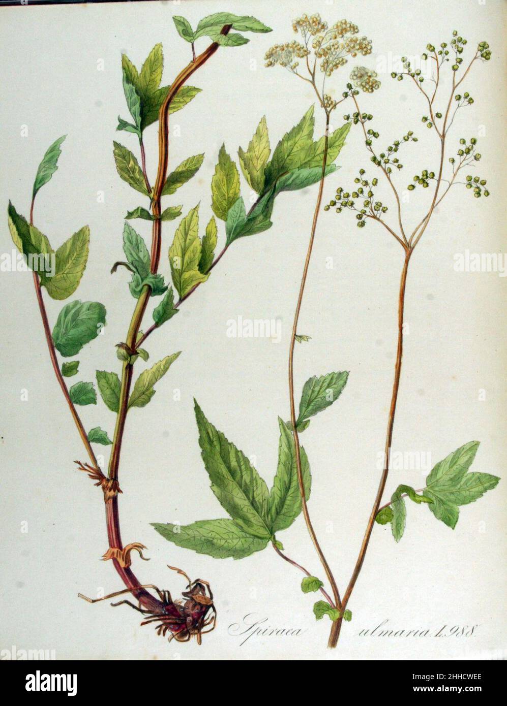 classfying of daun jejala in english - Gavin Powell