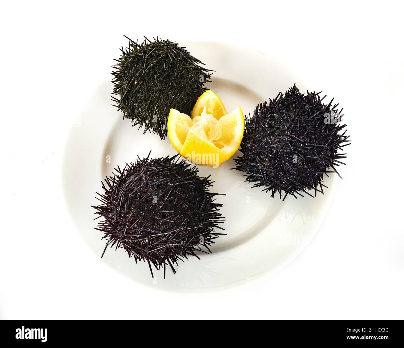 sea urchin in front of white background Stock Photo - Alamy