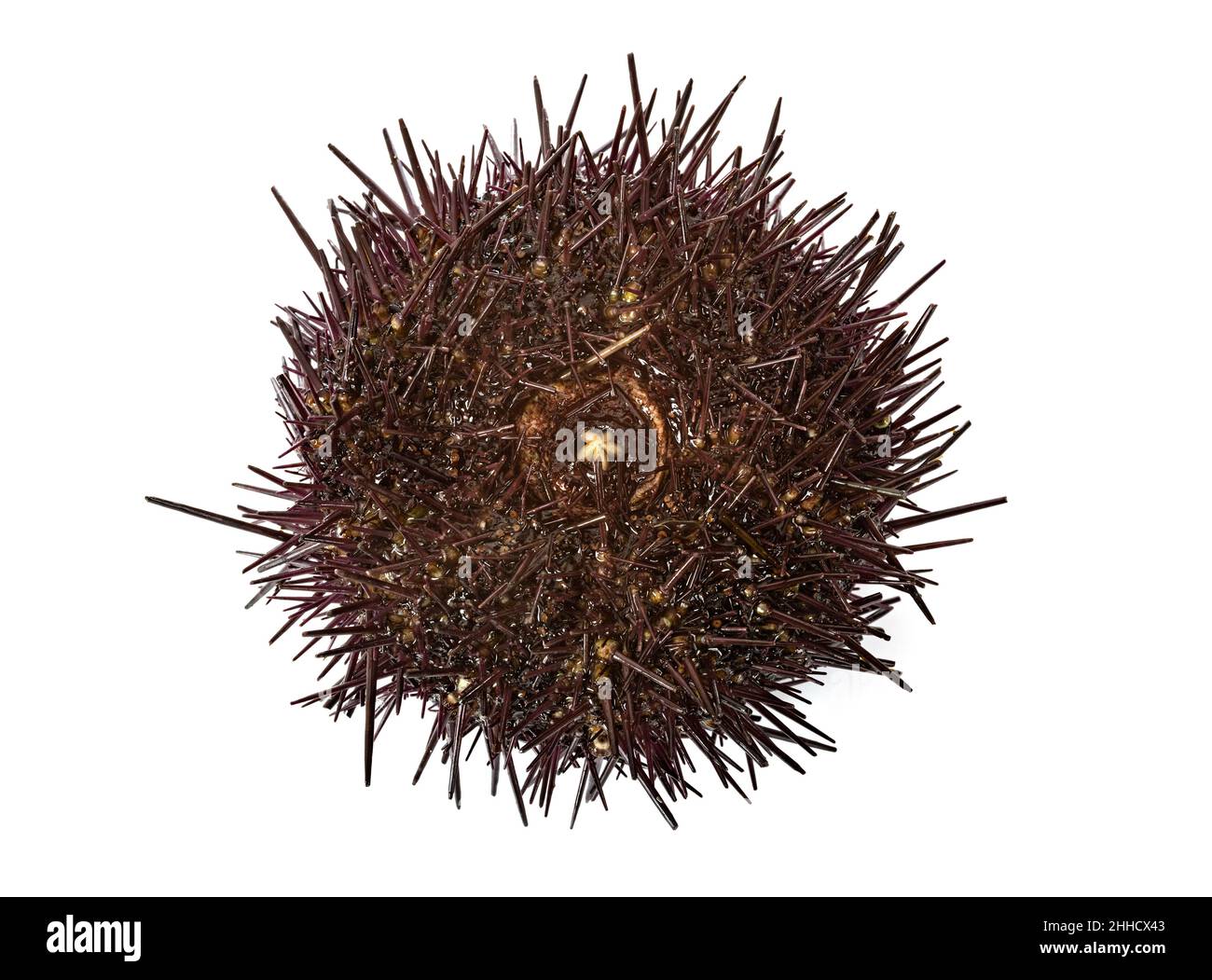 sea urchin in front of white background Stock Photo - Alamy