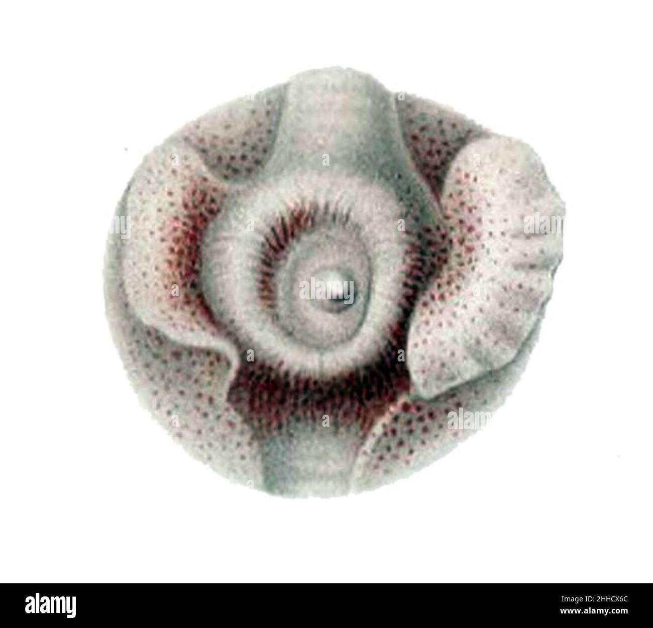 Spirula hi-res stock photography and images - Alamy