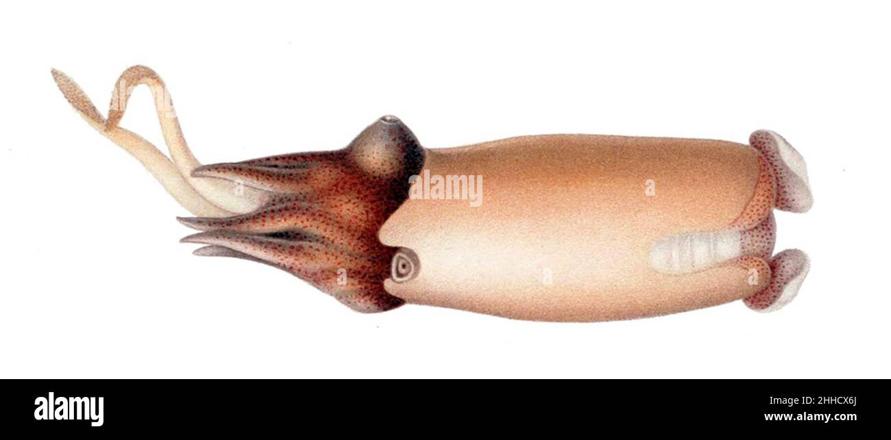 Spirula hi-res stock photography and images - Alamy