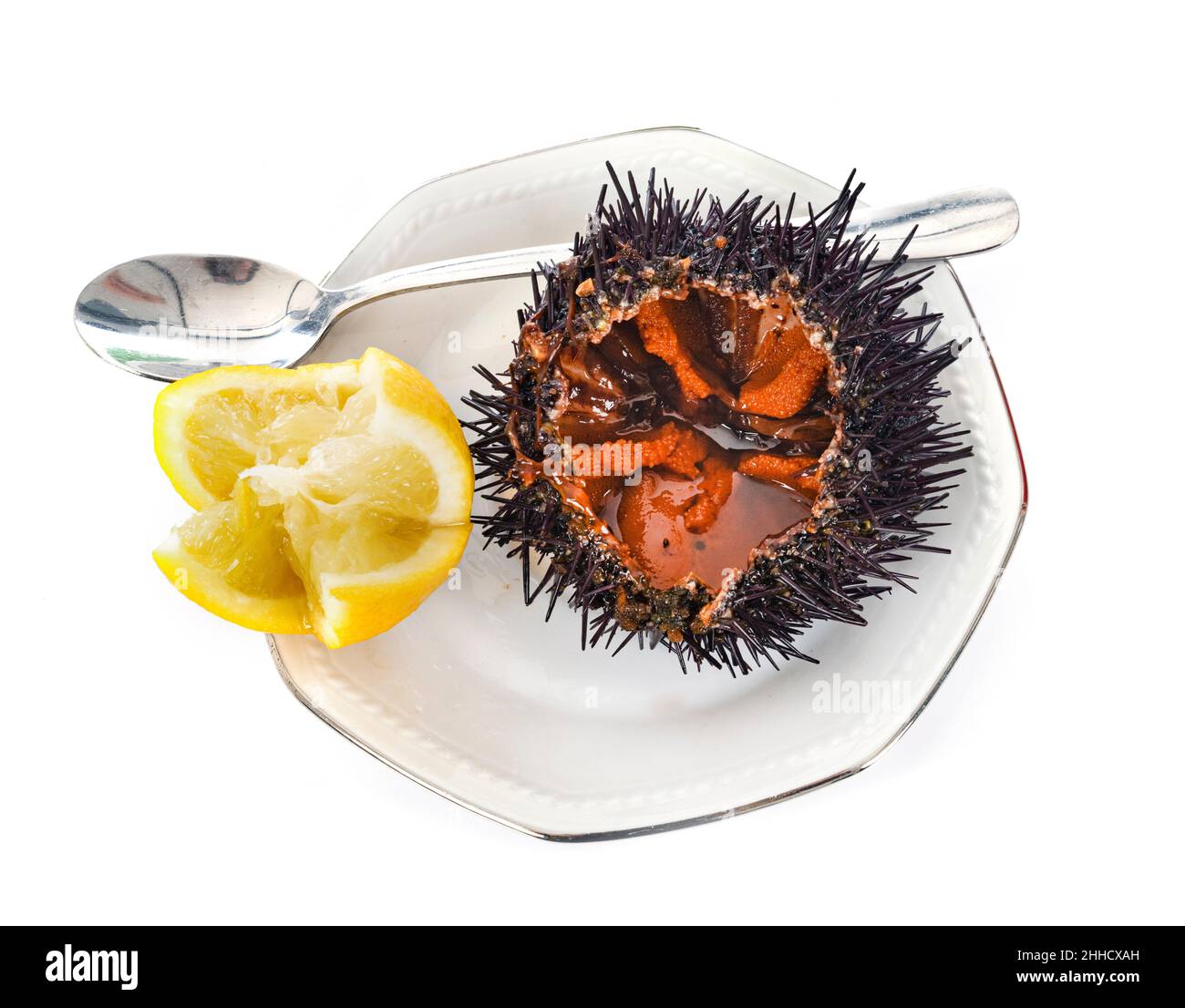 sea urchin in front of white background Stock Photo - Alamy