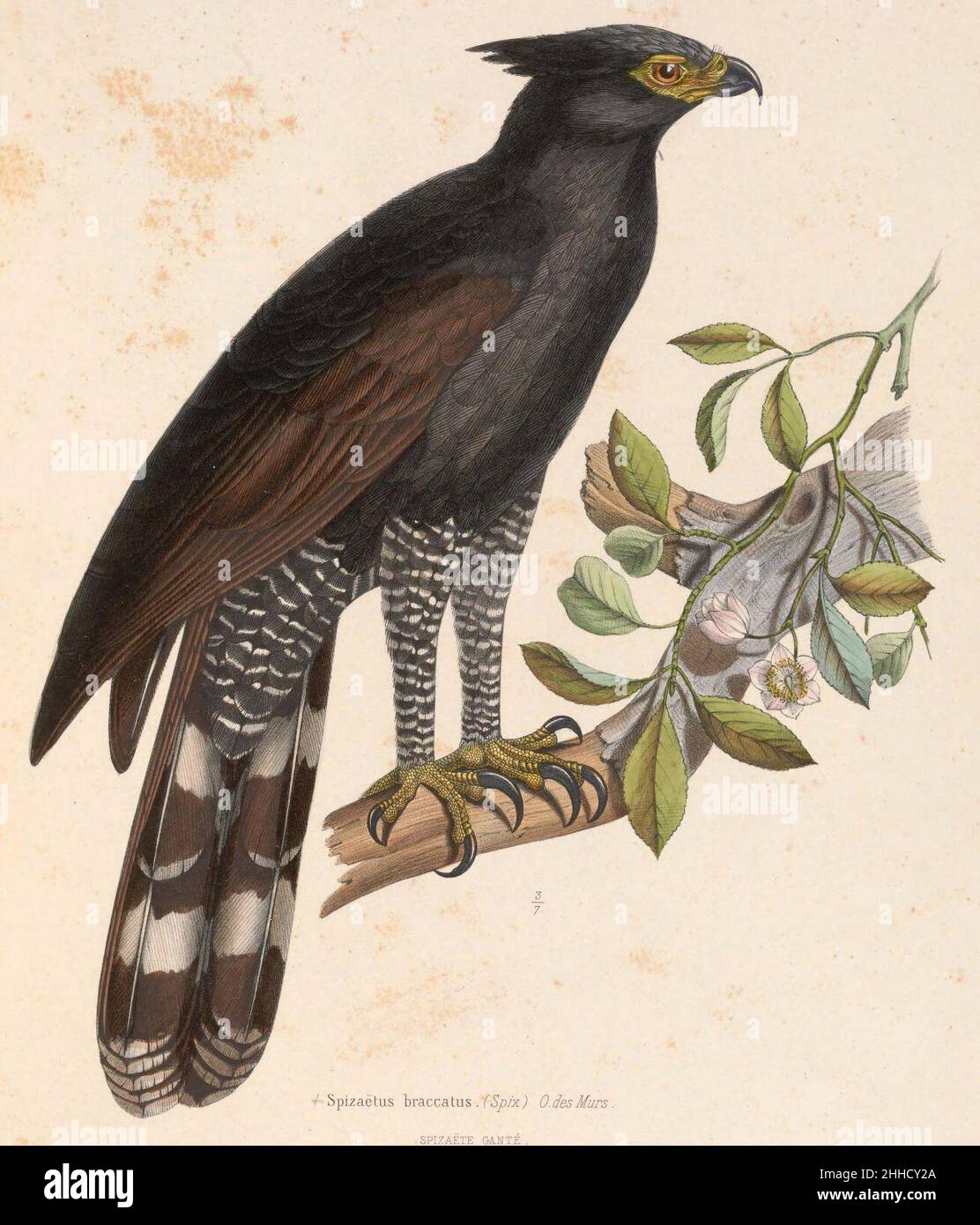 Serus hi-res stock photography and images - Alamy