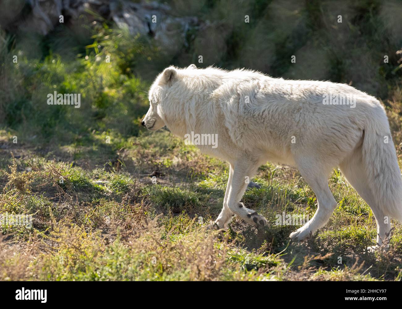 Wolves in forest up close hi-res stock photography and images - Alamy
