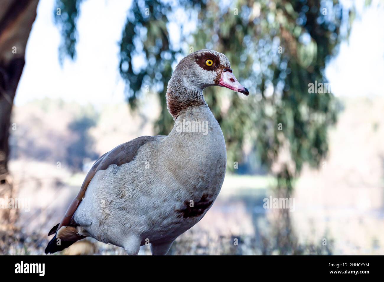 Baby duck puddle hi-res stock photography and images - Alamy