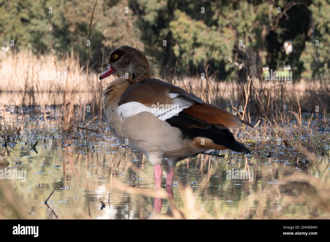Beautiful Egyptian goose, duck, flew to the Winter Lake in Netanya in ...