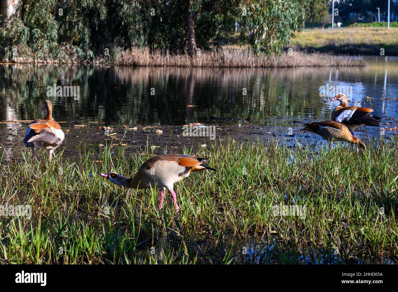 Beautiful Egyptian goose, duck, flew to the Winter Lake in Netanya in ...