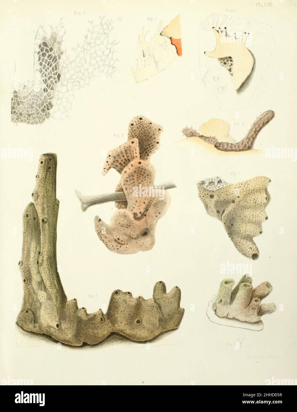 Spongiaires de la mer Caraïbe (Pl. XXII Stock Photo - Alamy
