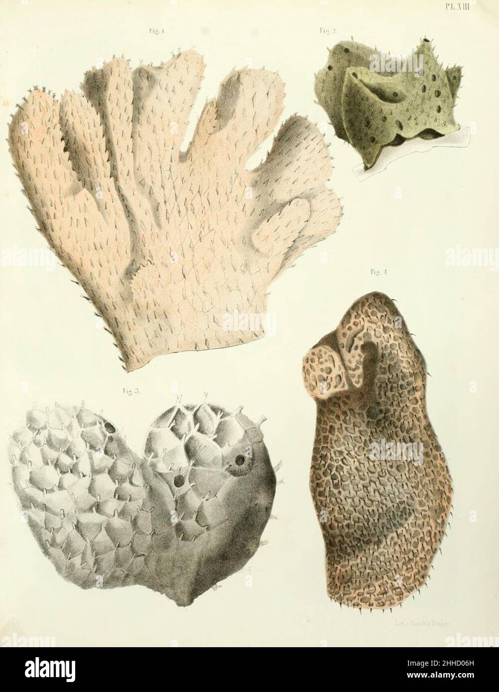 Spongiaires de la mer Caraïbe (Pl. XIII Stock Photo - Alamy