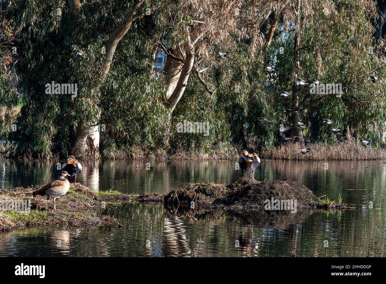 Beautiful Egyptian goose, duck, flew to the Winter Lake in Netanya in ...