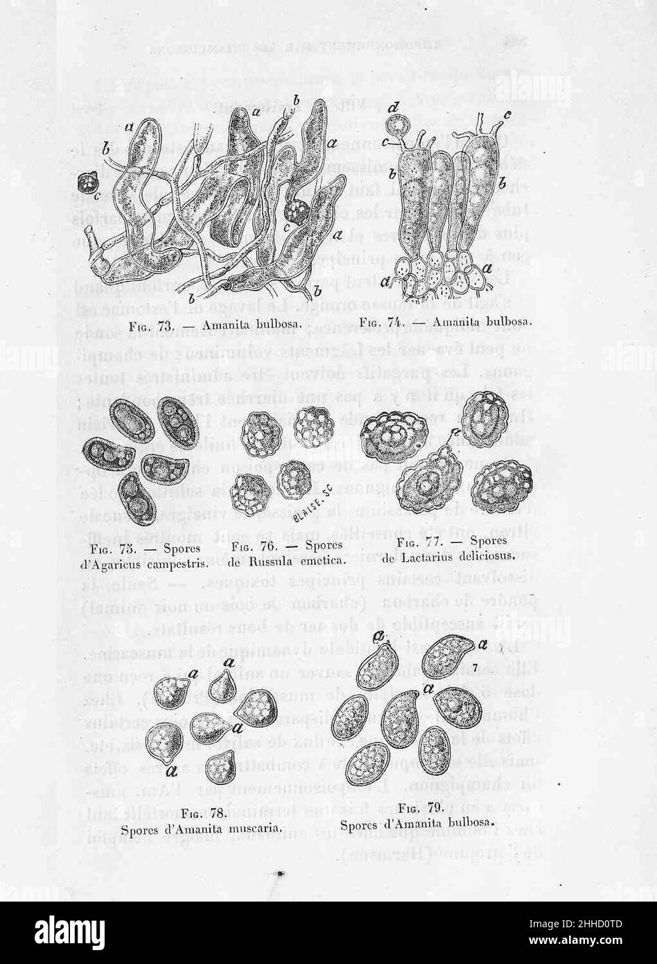 Spores & basides de divers champignons (dessin Stock Photo - Alamy