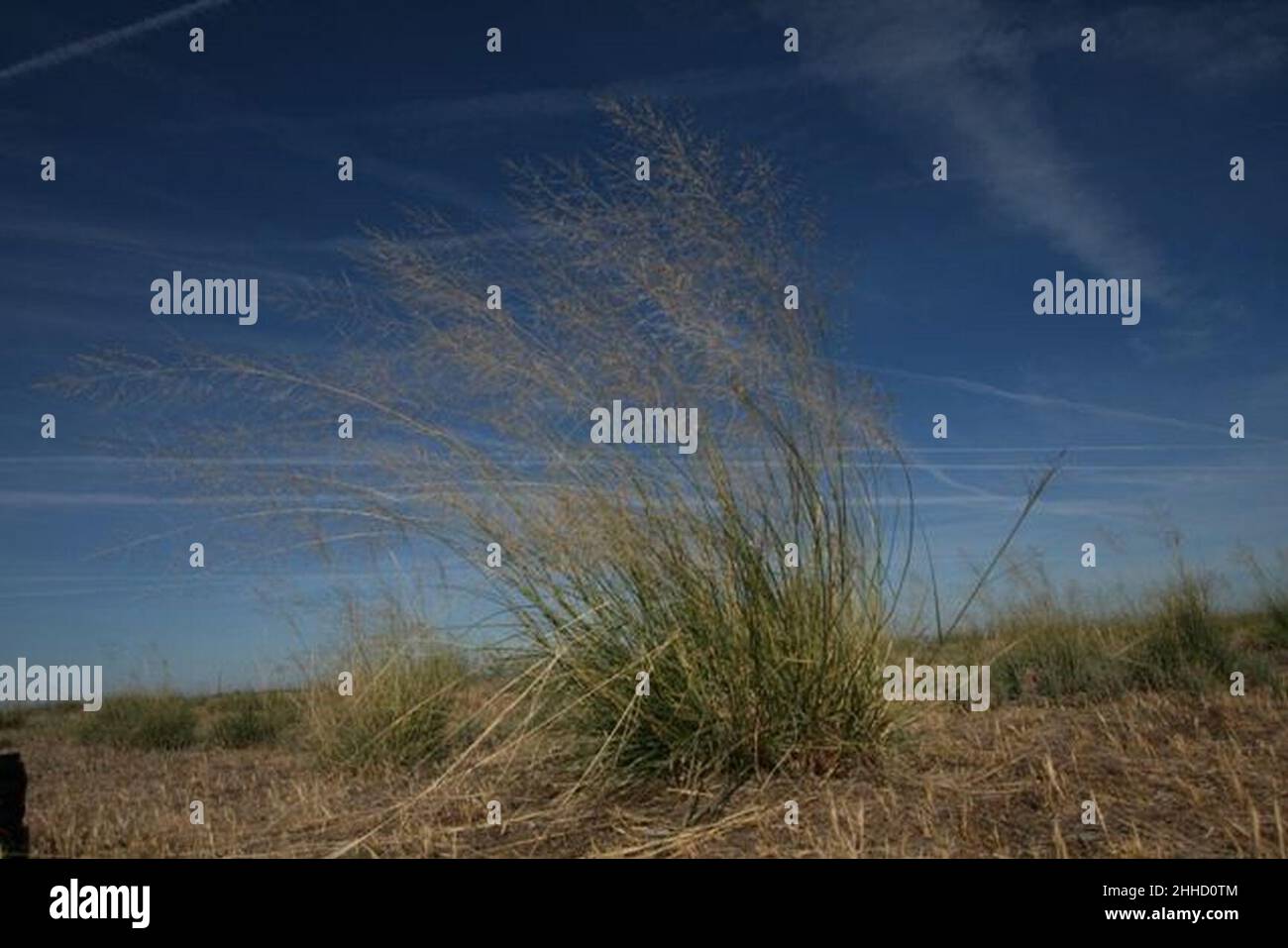 Airoides hi-res stock photography and images - Alamy