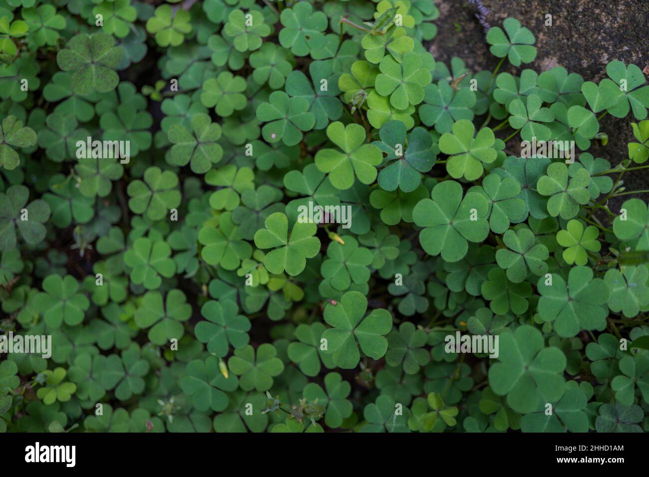 Macro photo of three leaf clover on the park when spring time. the ...