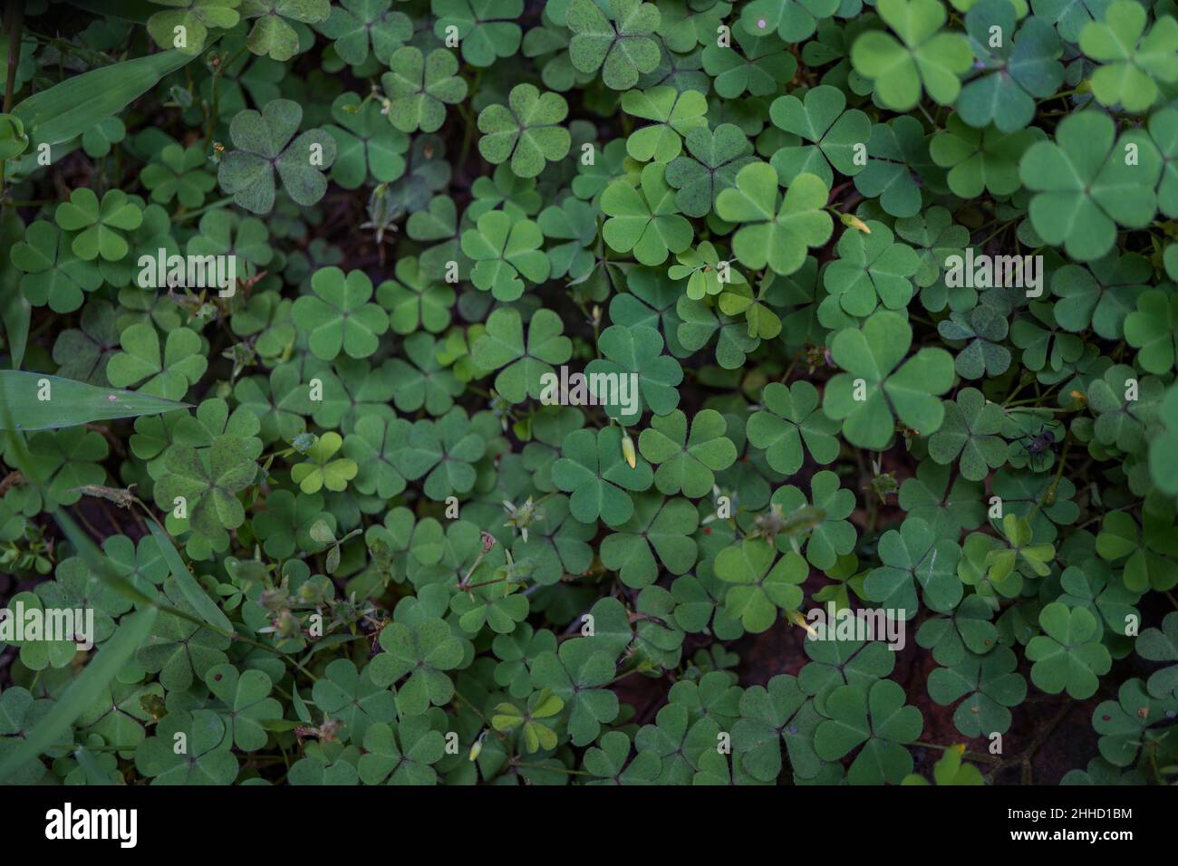 Macro photo of three leaf clover on the park when spring time. the ...