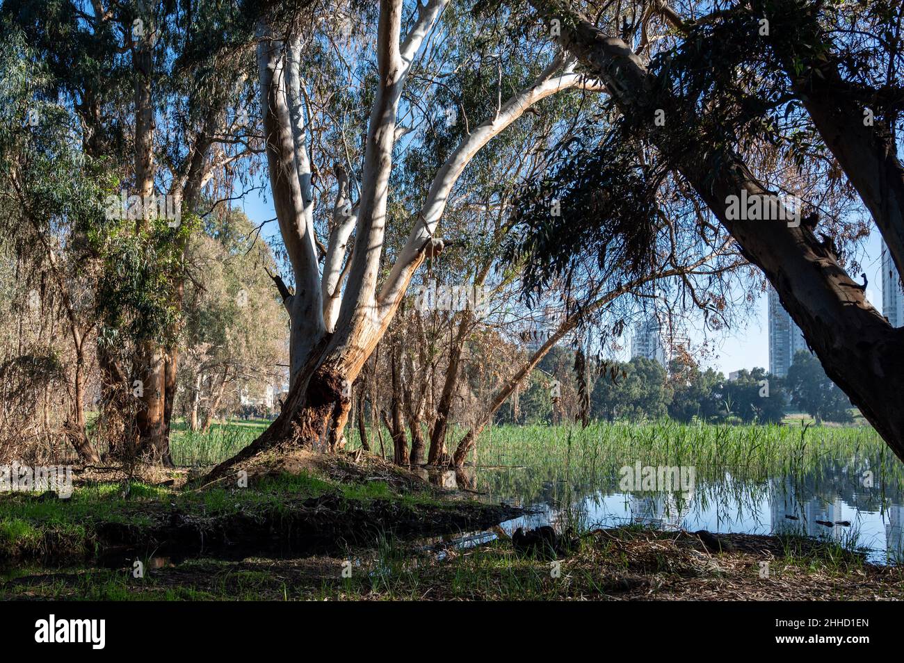 winter lake Park in Netanya in Israel Stock Photo - Alamy