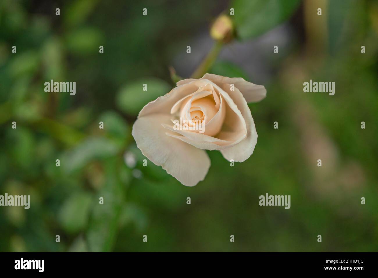 Macro photos of white rose flower buds when spring time with blurry ...